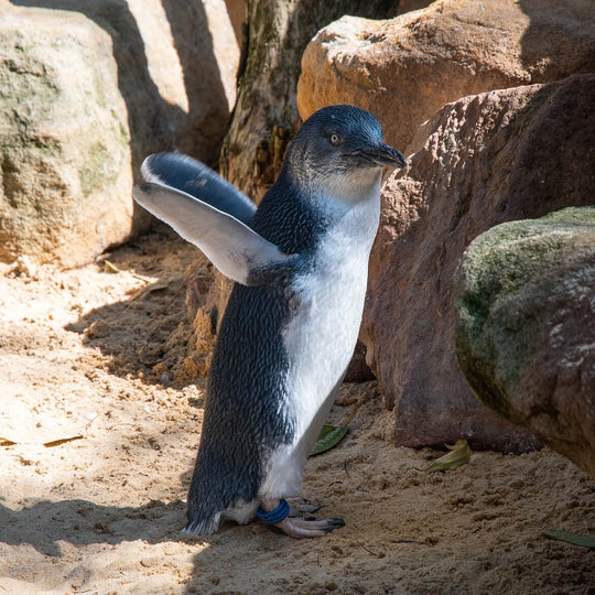 Little Blue Penguin – Womple Studios